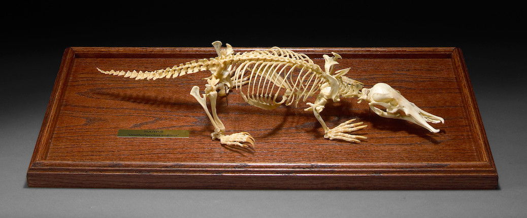 Bonhams : Duck-Billed Platypus Skeleton Mount