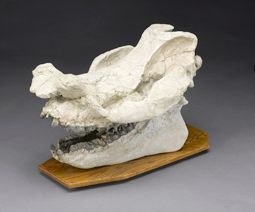 Bonhams : Impressive Titanothere Skull