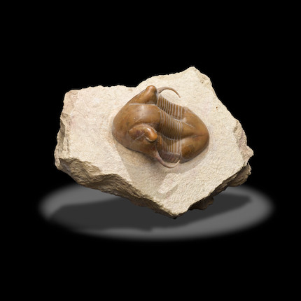 Bonhams : TRILOBITE WITH LONG RECURVED GENAL SPINES