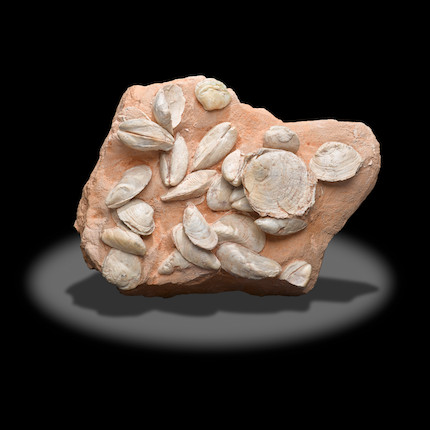 Bonhams : Opalized Clam Shells in Original Matrix