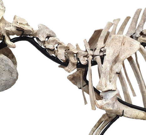 Bonhams : Extremely Rare Mounted Oreodont Skeleton