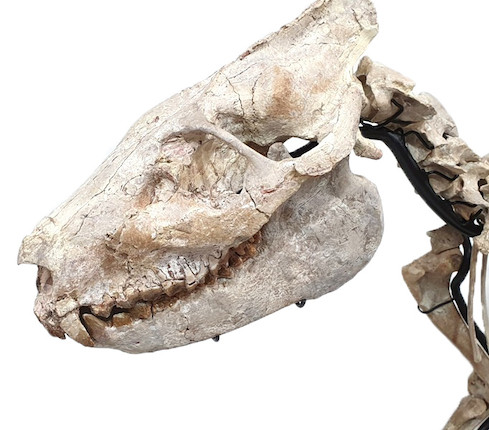 Bonhams : Extremely Rare Mounted Oreodont Skeleton