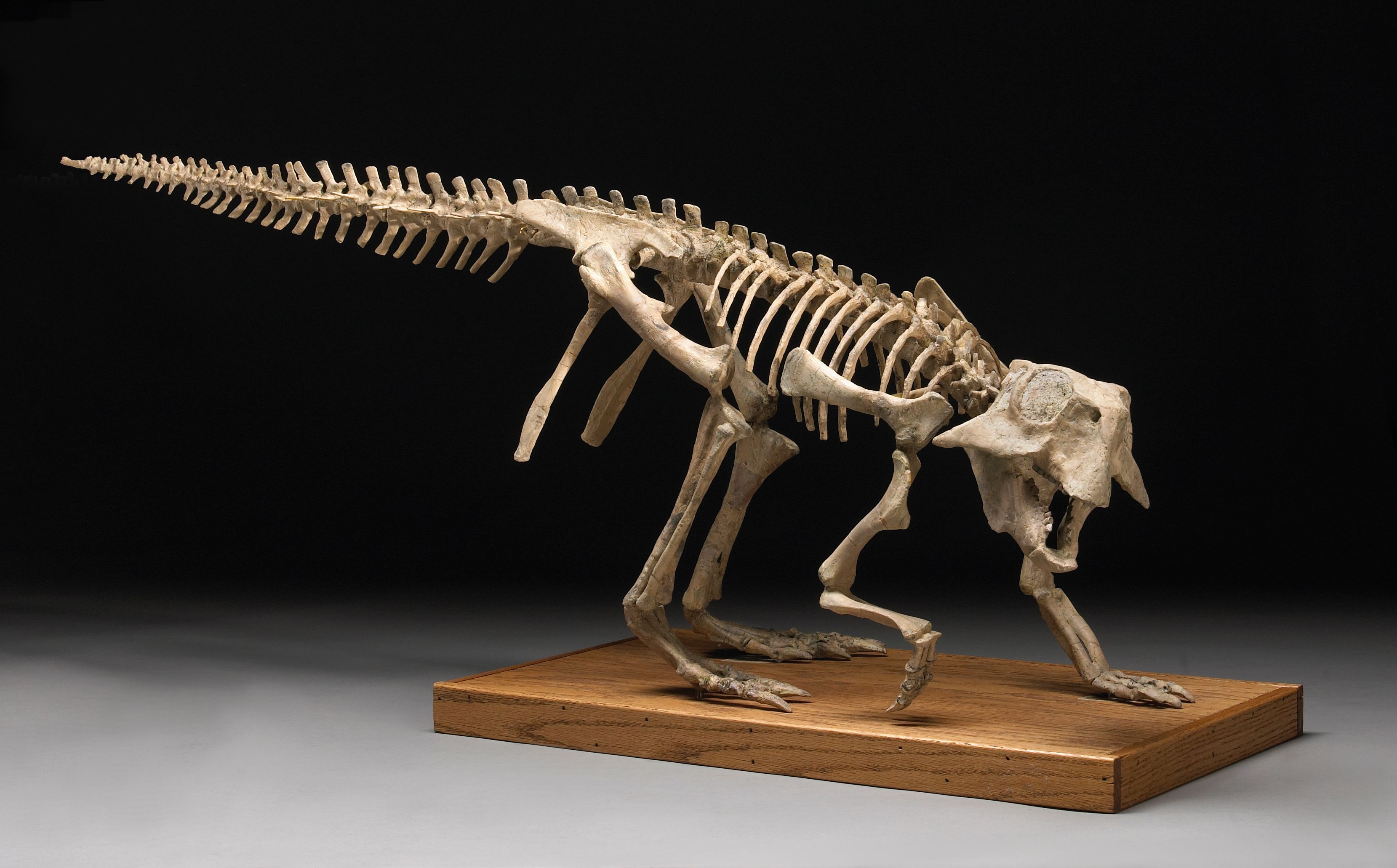 Psittacosaurus Skeleton