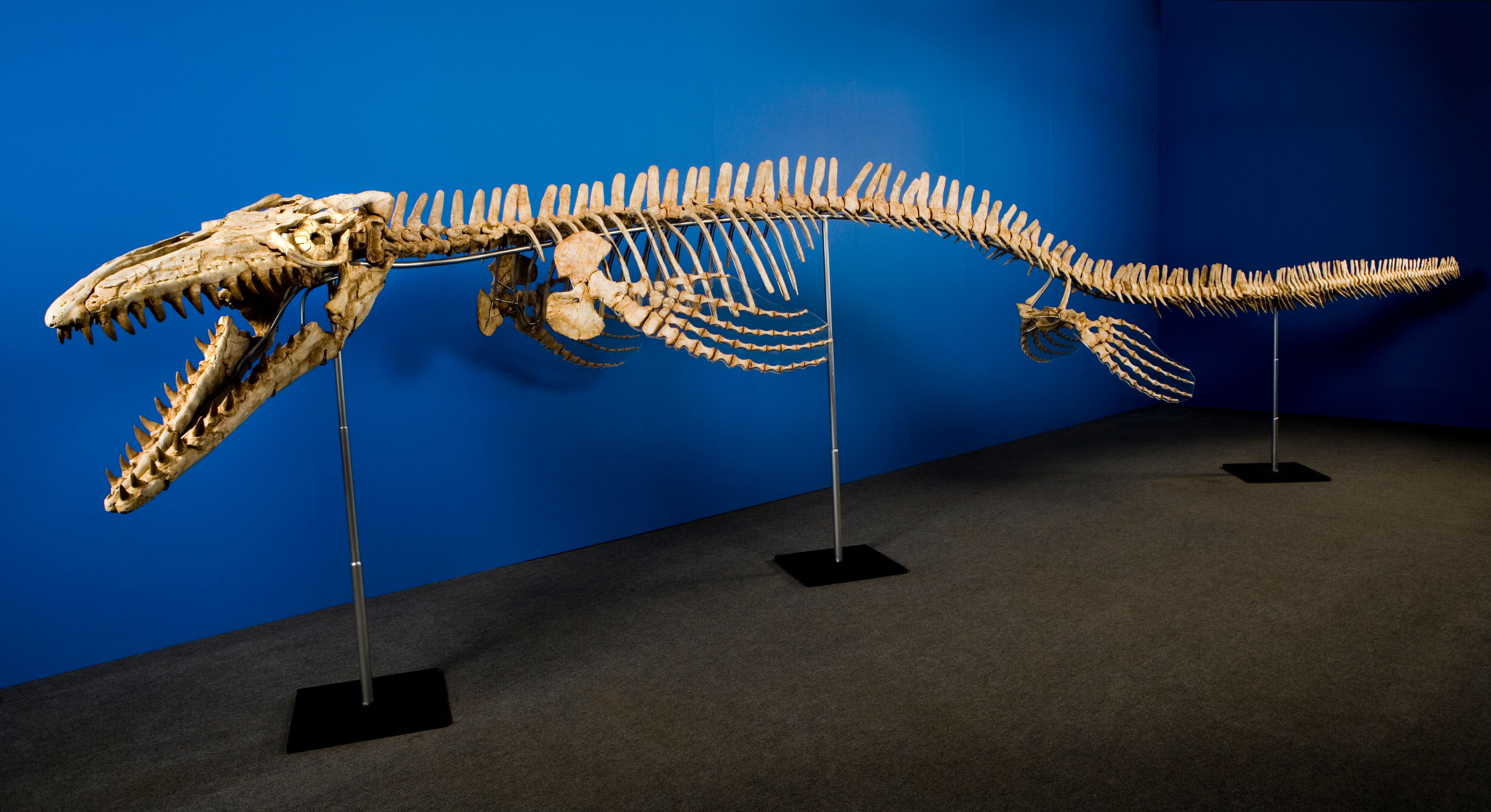 Mosasaurus Skelett Ontmoet Mosasaurus Bèr In Maastricht | NPO Radio 1