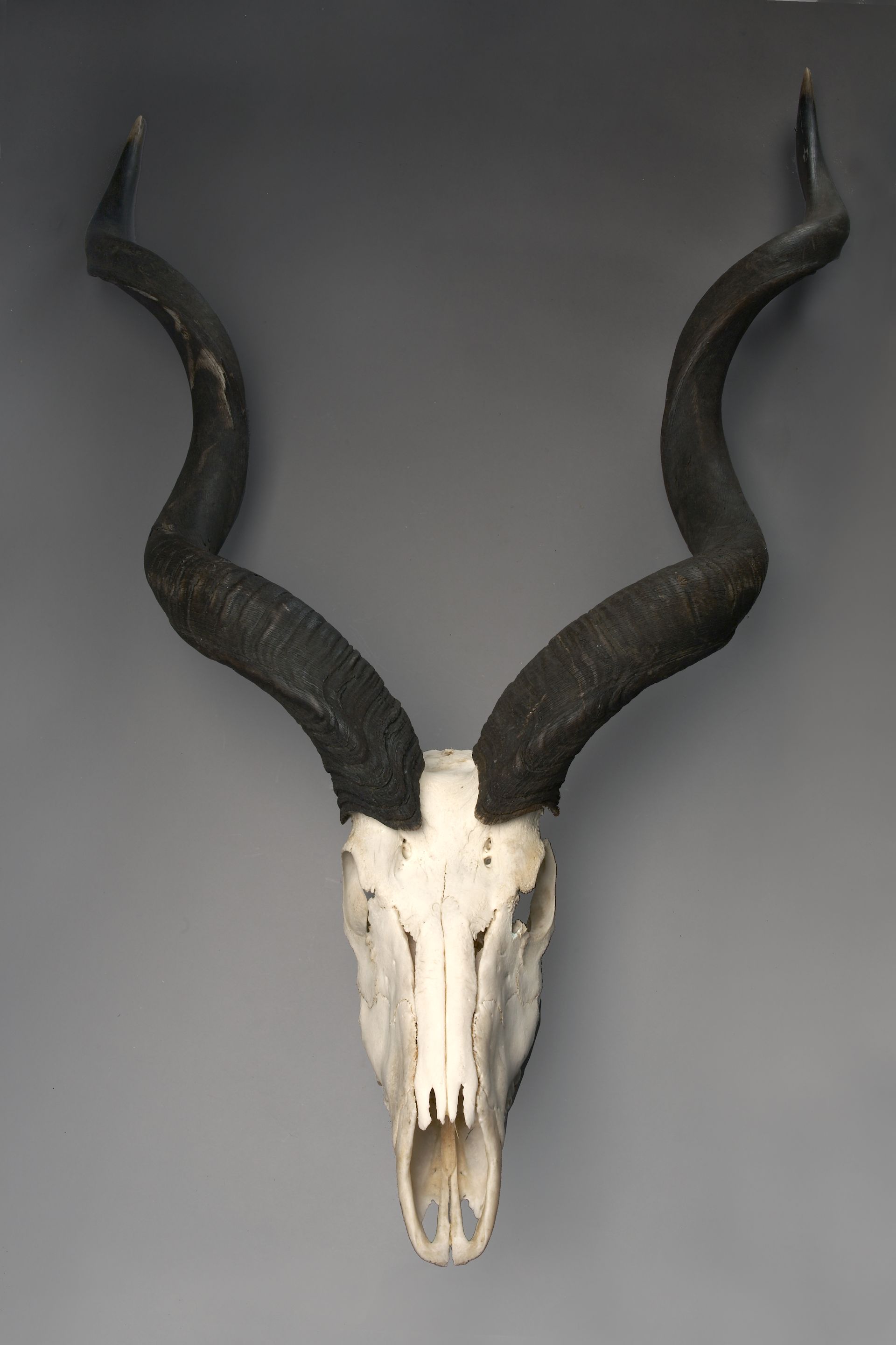 Greater Kudu Skull Medium Kudu Skull Ring The Great Frog