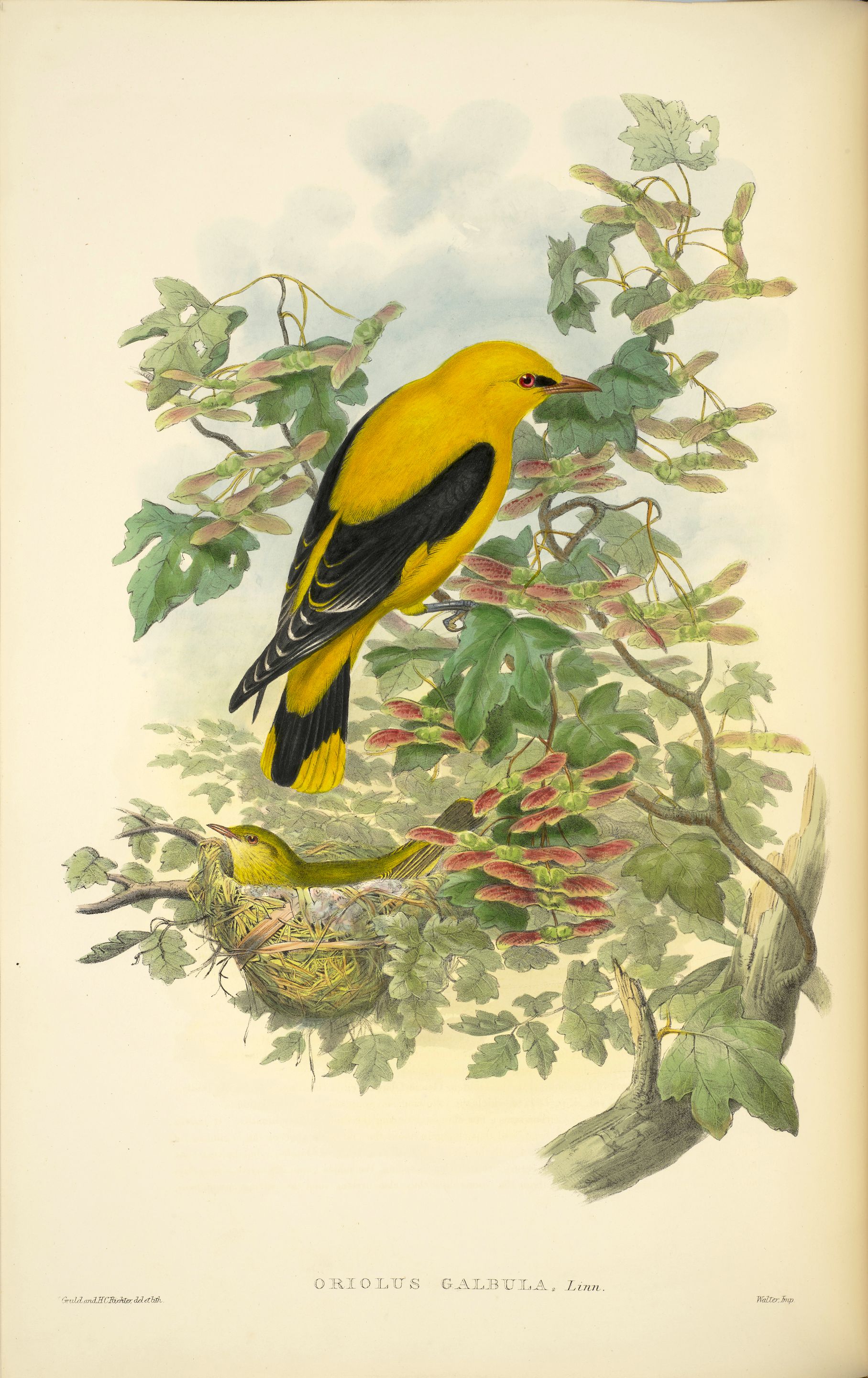 Bonhams : GOULD, JOHN. 1804-1881. The Birds of Great Britain. London ...