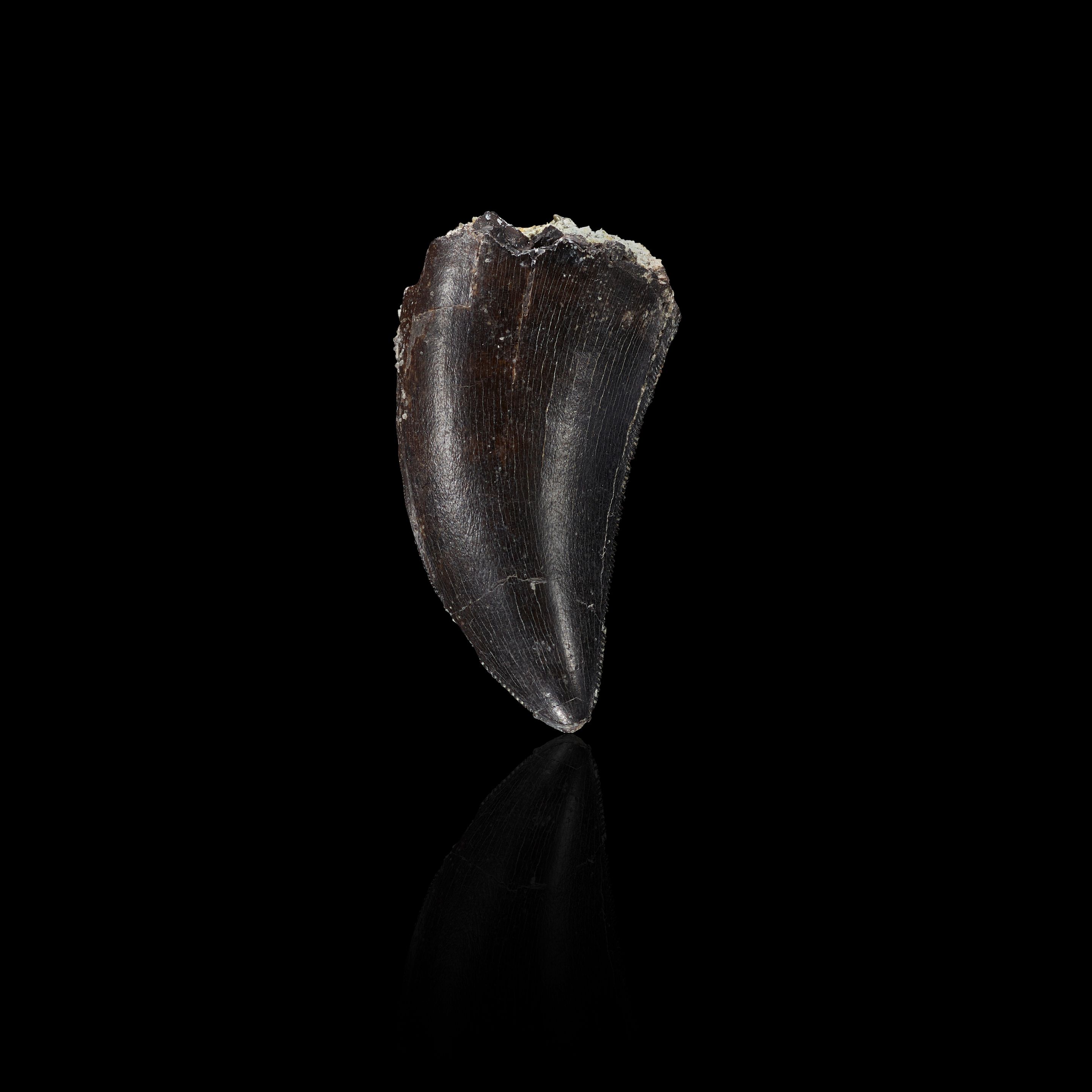 Bonhams : Allosaurus Tooth