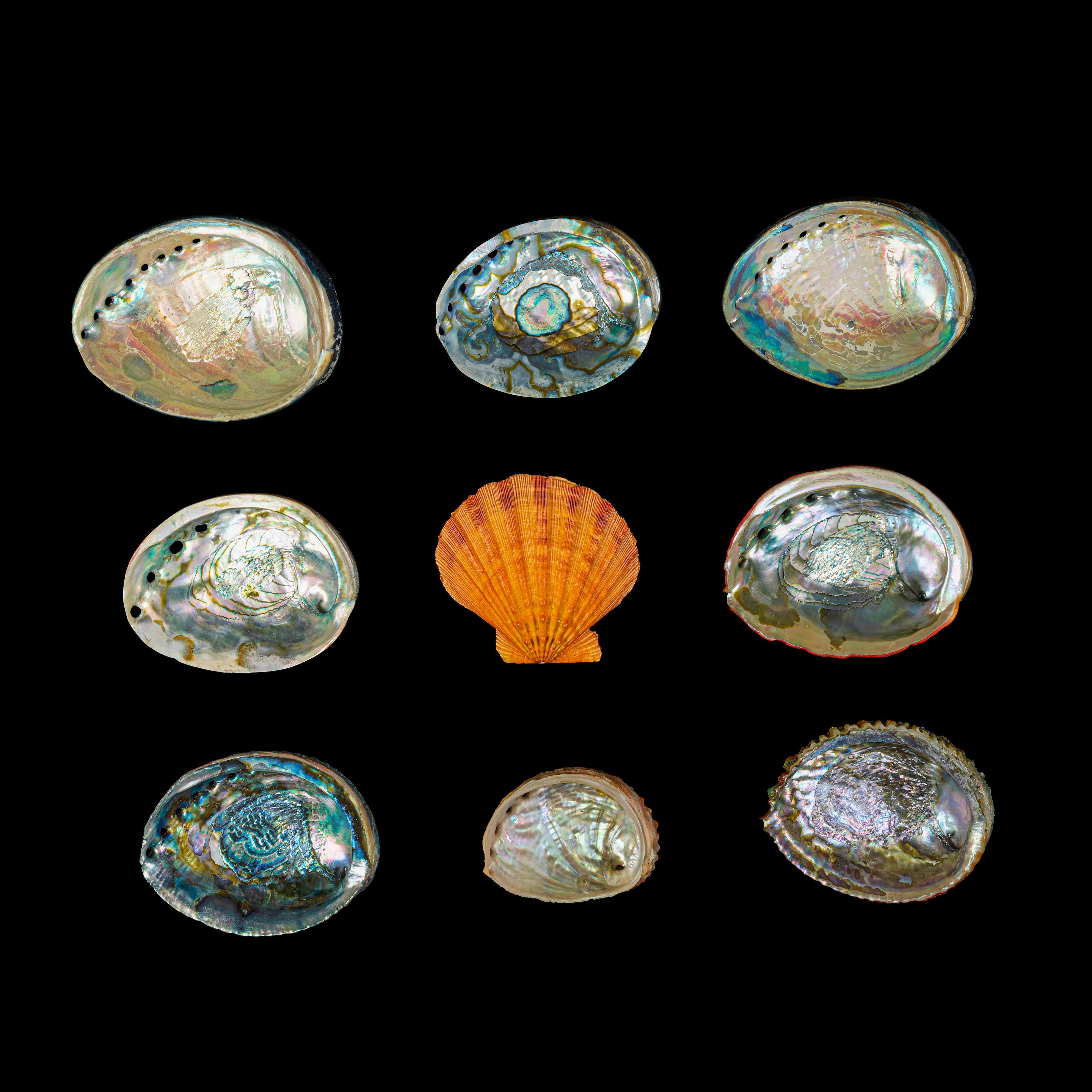 Bonhams : Eight Abalone Shells and One Pecten