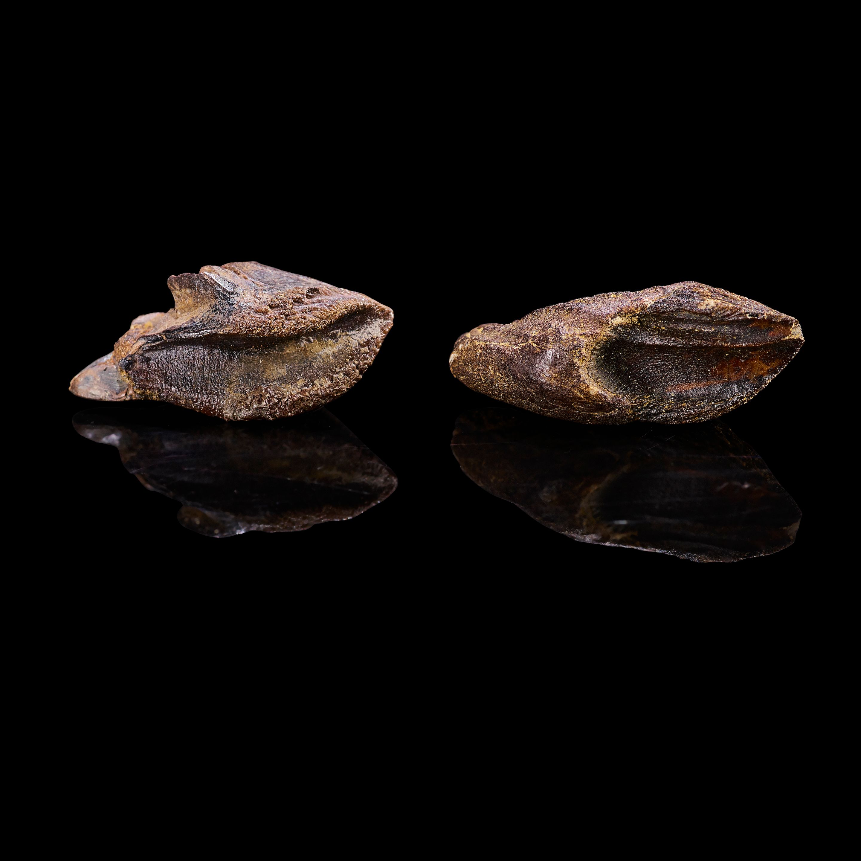 Bonhams : Two Triceratops Teeth