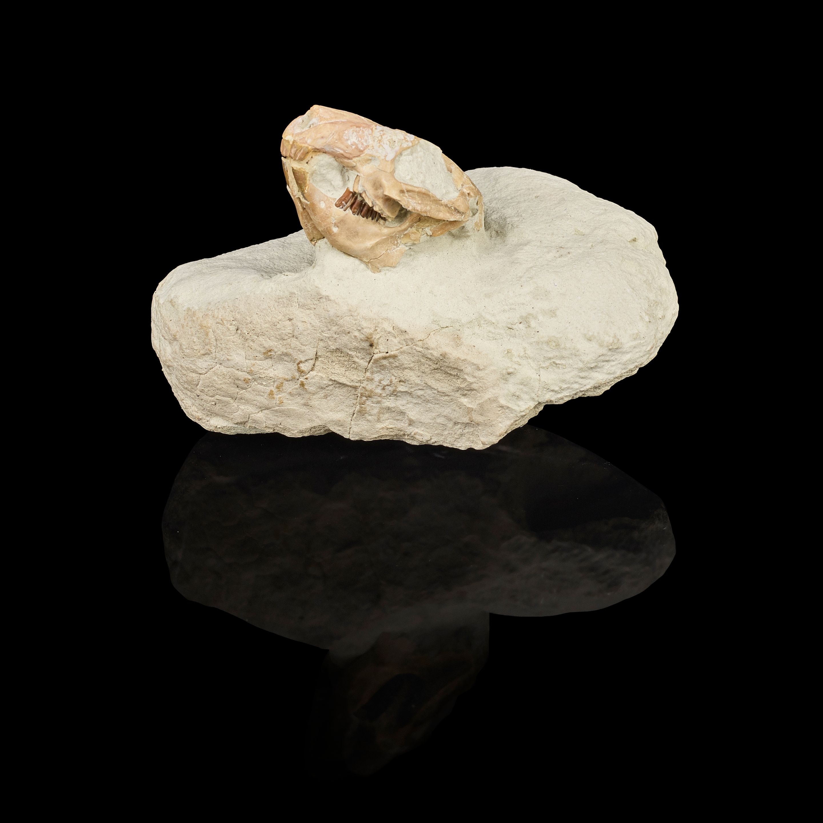 Bonhams : Fossil Ischyromys Skull in Matrix