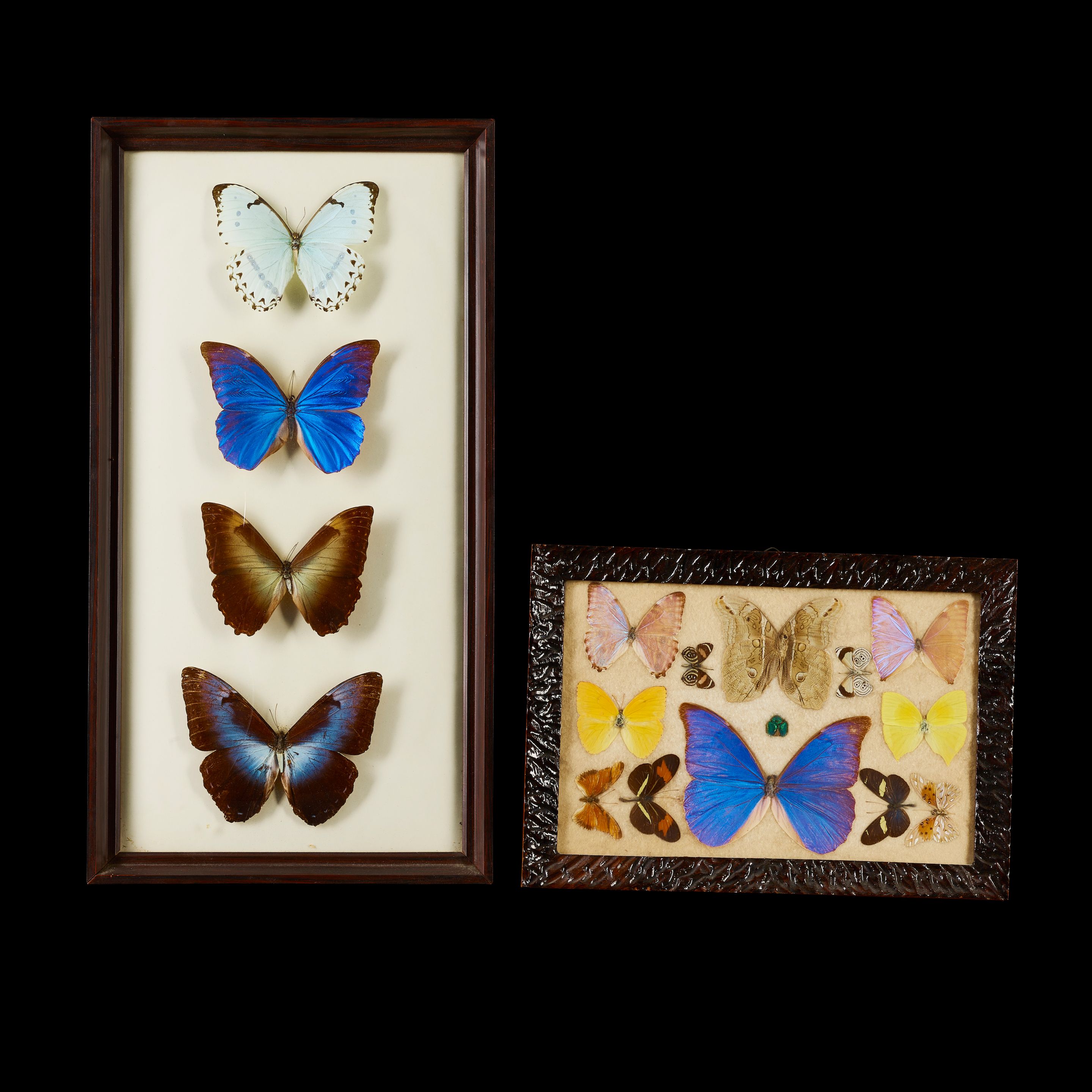Bonhams : Two Framed Butterfly Displays